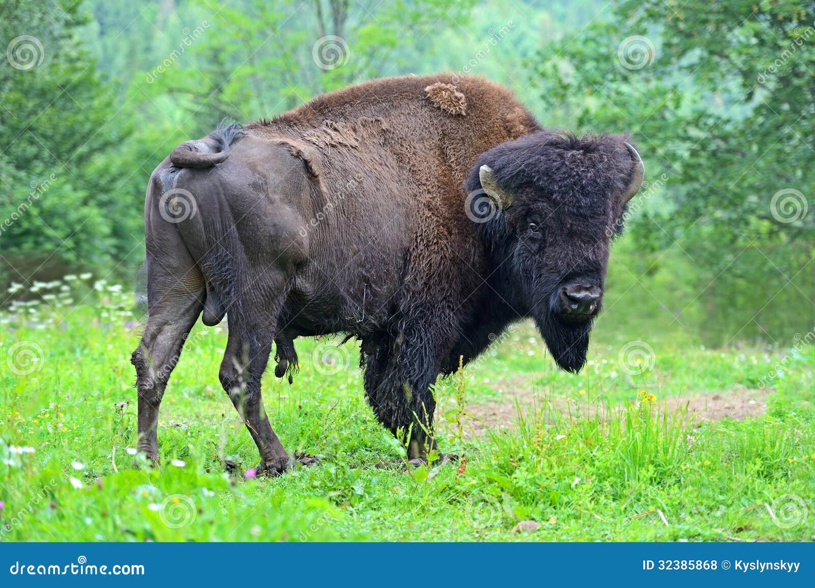 Bison stock photo. Image of animal, mammal, bison, cautious - 32385868