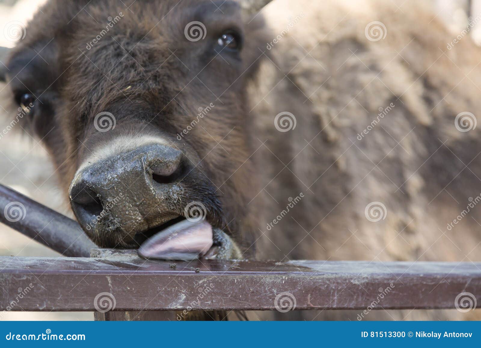 A Bison with a Tongue at the Zoo Stock Photo - Image of animal, tongue ...