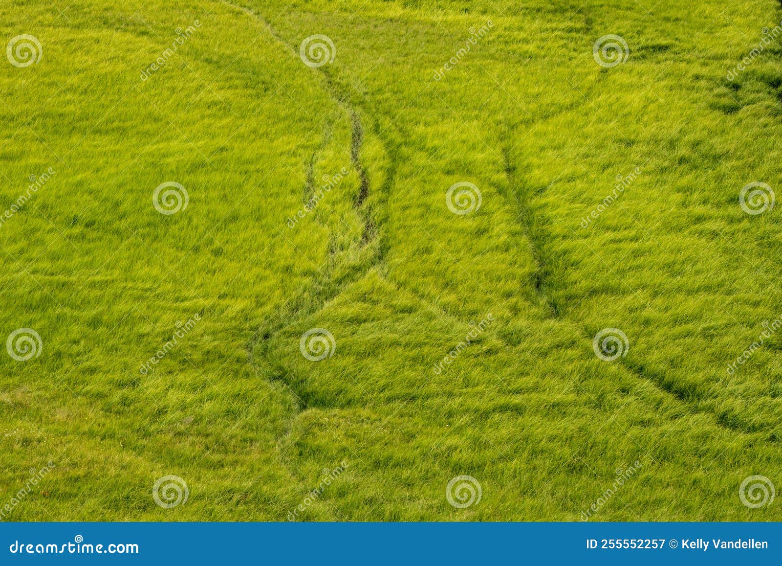 Bison Tracks through Tall Grasses of Hayden Valley Stock Image - Image ...