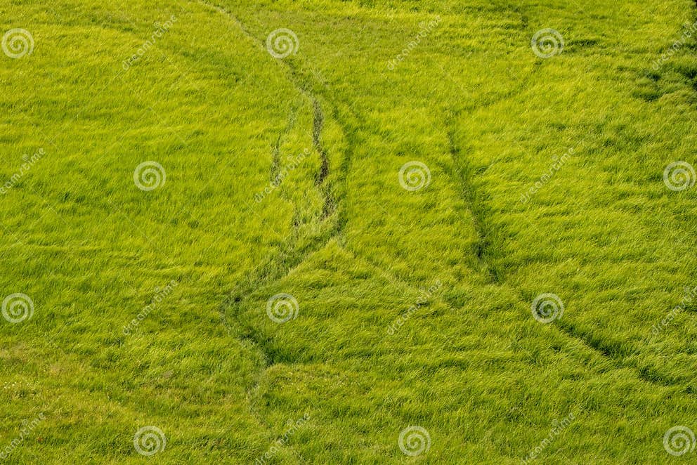 Bison Tracks through Tall Grasses of Hayden Valley Stock Image - Image ...