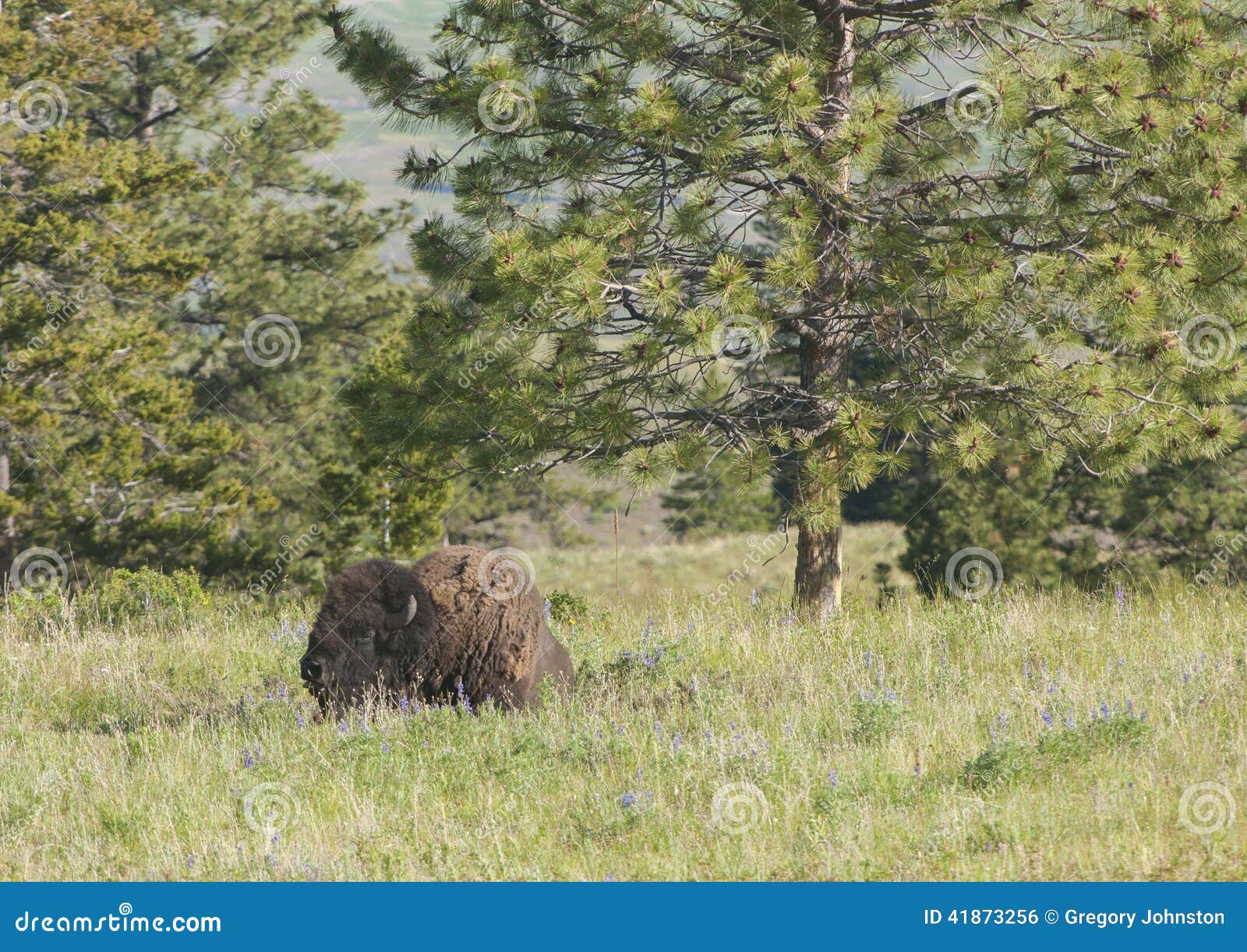 Bison by the tree. stock photo. Image of grass, beast - 41873256