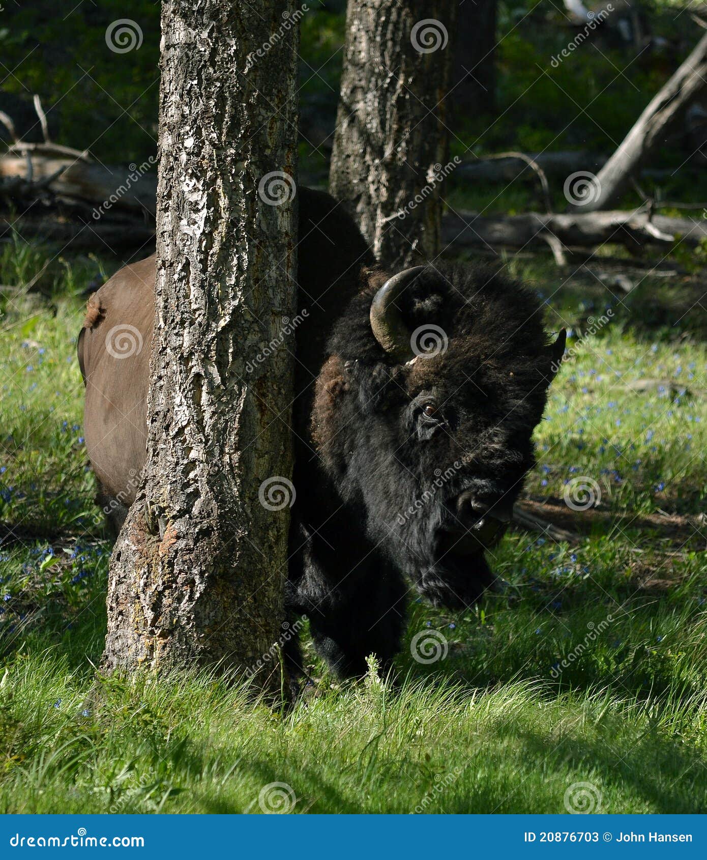 Bison in the trees stock image. Image of mammal, bison - 20876703