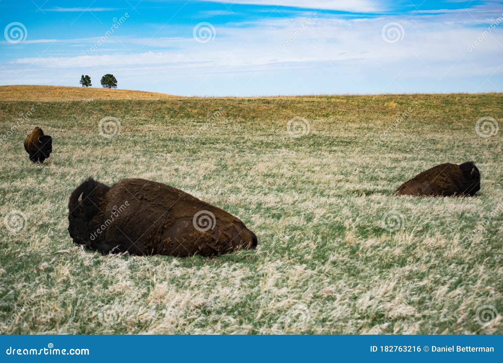 Bison Trio on the prairie stock photo. Image of nature - 182763216