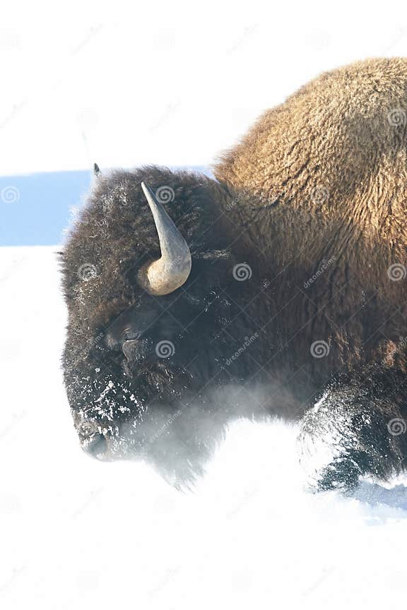 Bison Trudging through Snow Stock Photo - Image of national ...