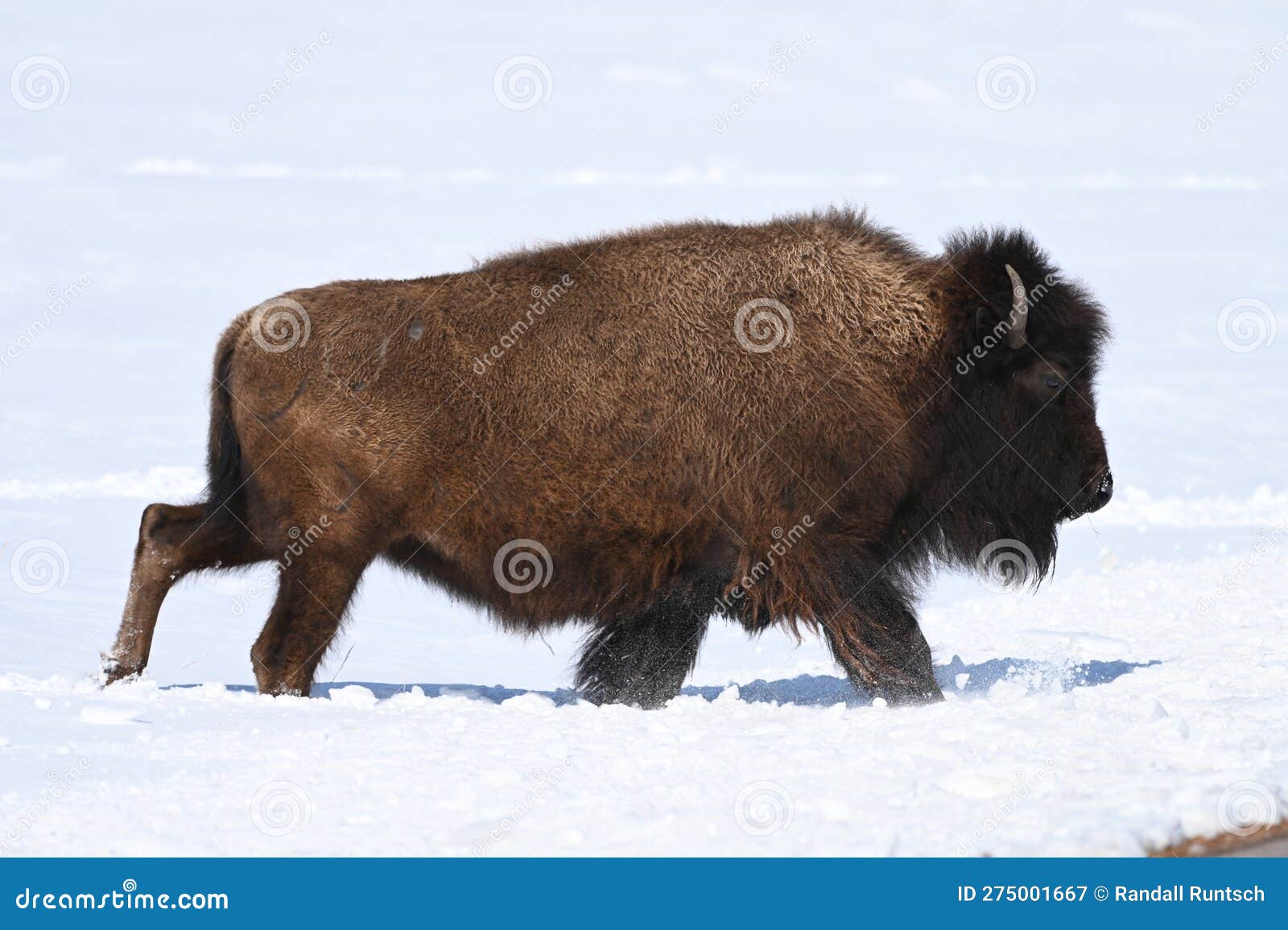 Bison Trudging through Snow Stock Image - Image of animal, trudging ...