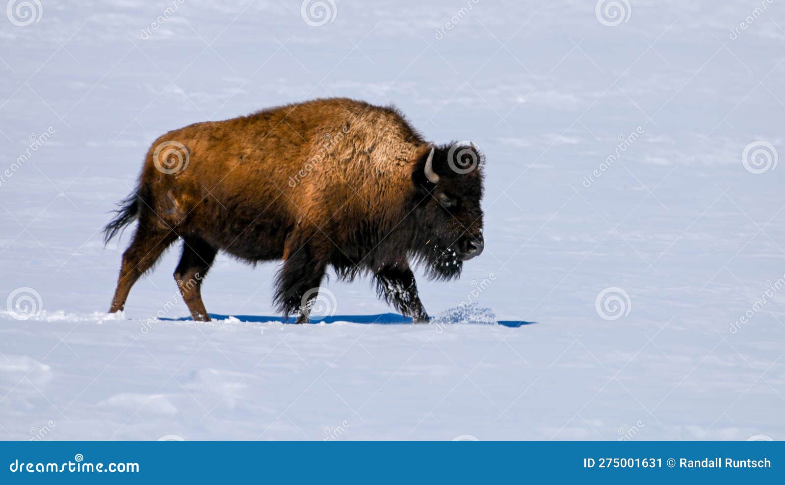 Bison Trudging through Snow Stock Image - Image of state, mammal: 275001631