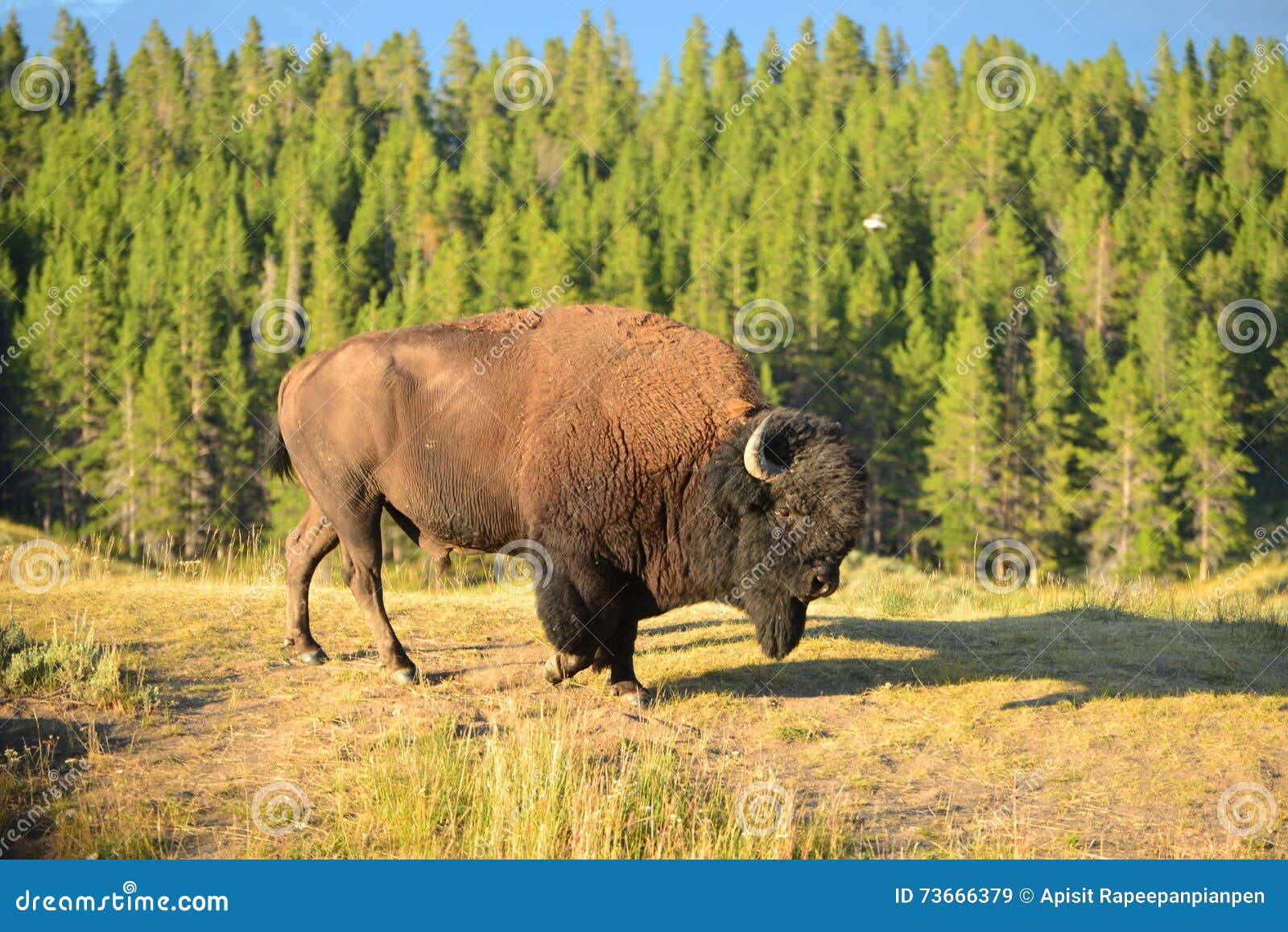 Bison in Valley at Yellowstone Stock Image - Image of south, animal ...