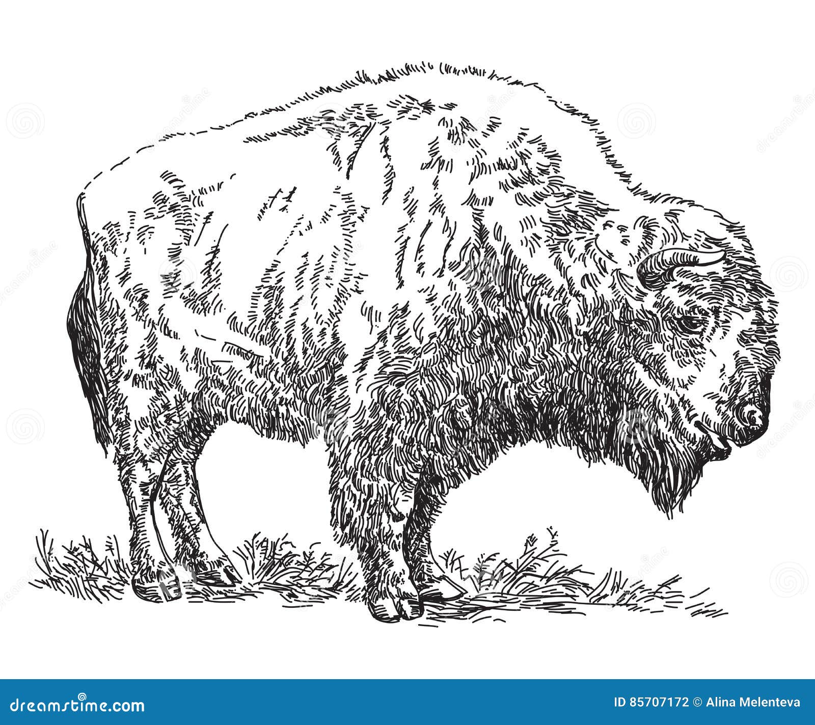 Bison Vector Hand Drawing Illustration Stock Vector - Illustration of ...