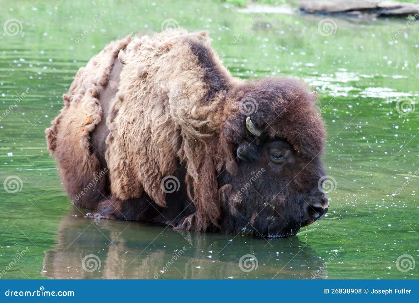 Bison wading stock photo. Image of lush, forest, bull - 26838908