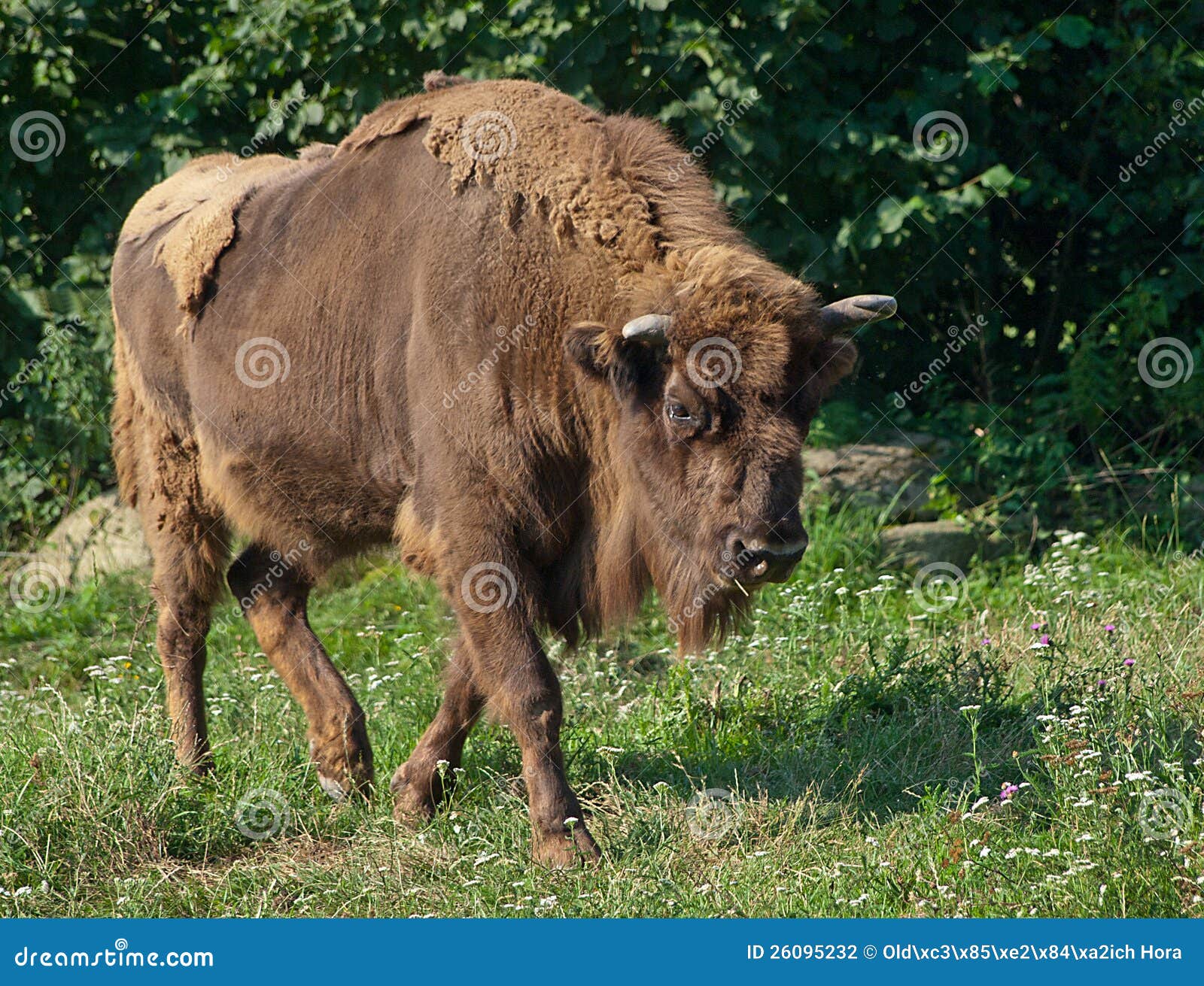 Bison walking stock photo. Image of brown, look, bull - 26095232