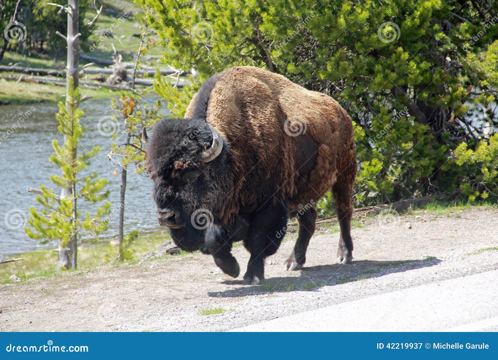 Bison Walking stockbild. Bild von büffel, über, bison - 42219937