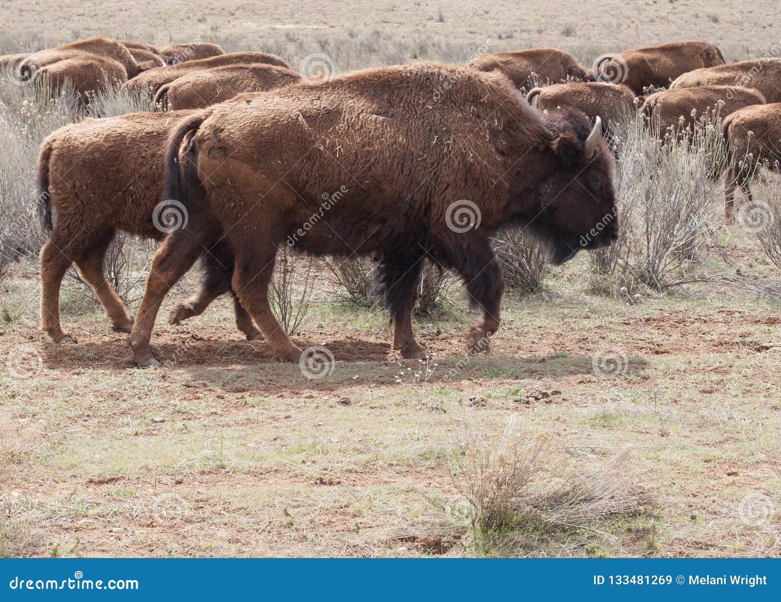 Bison Walking through the Desert Stock Image - Image of bison, walking ...