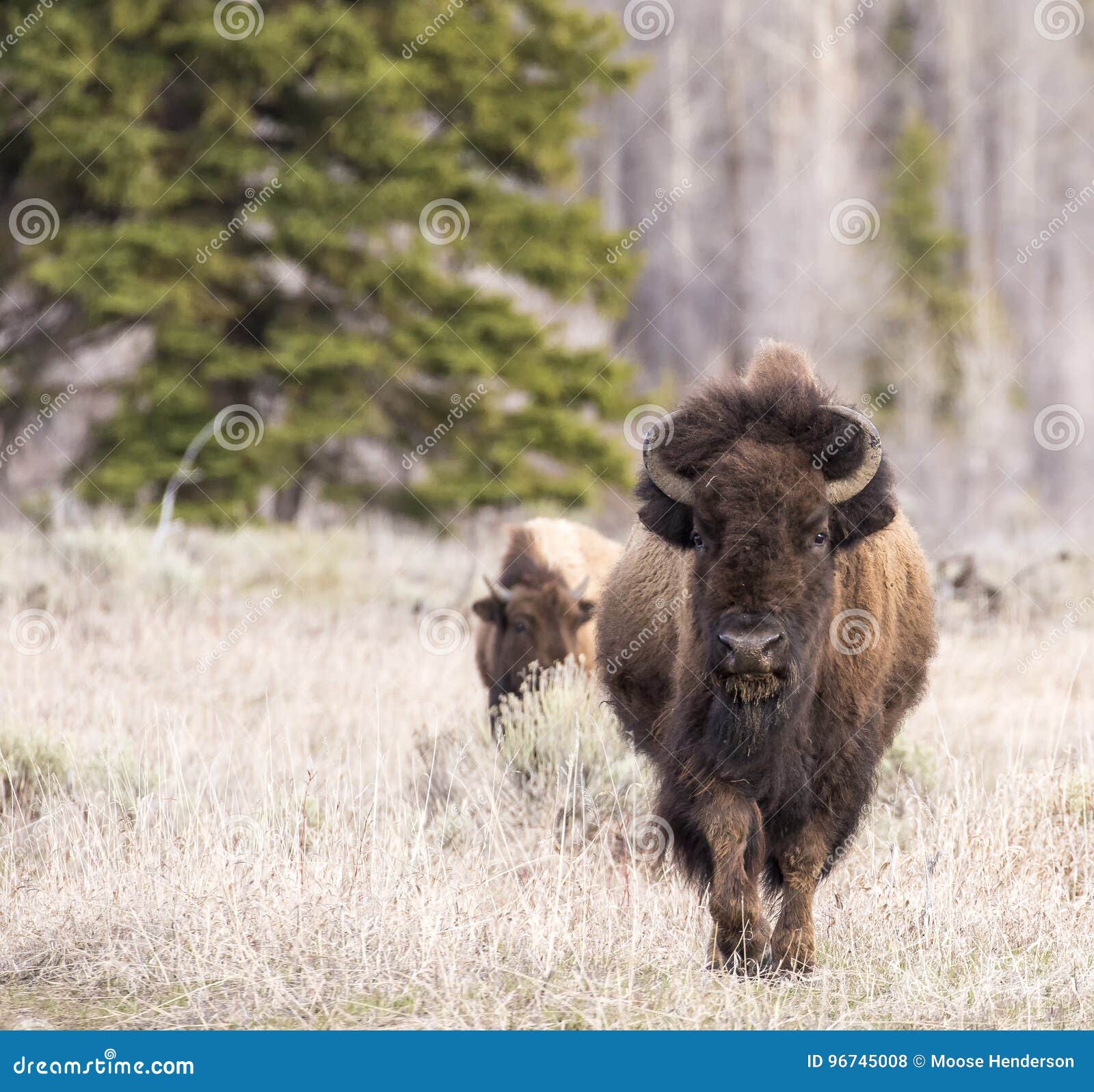 Bison Walking Forward in Grass with Tree Background Stock Photo - Image ...