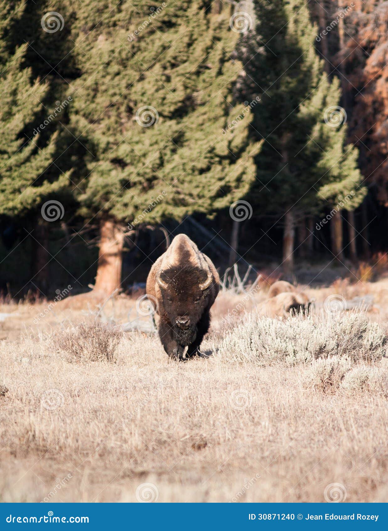 Bison stock photo. Image of spring, animal, bison, wildlife - 30871240