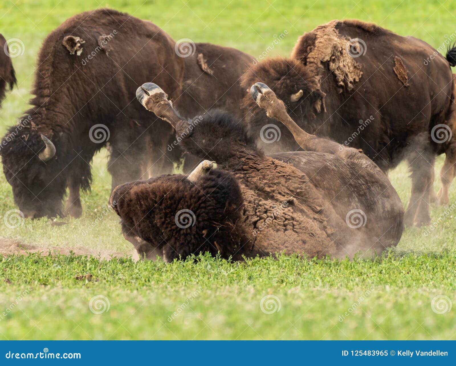 Bison Wallows in Dry Dirt Patch Stock Image - Image of nature, brown ...