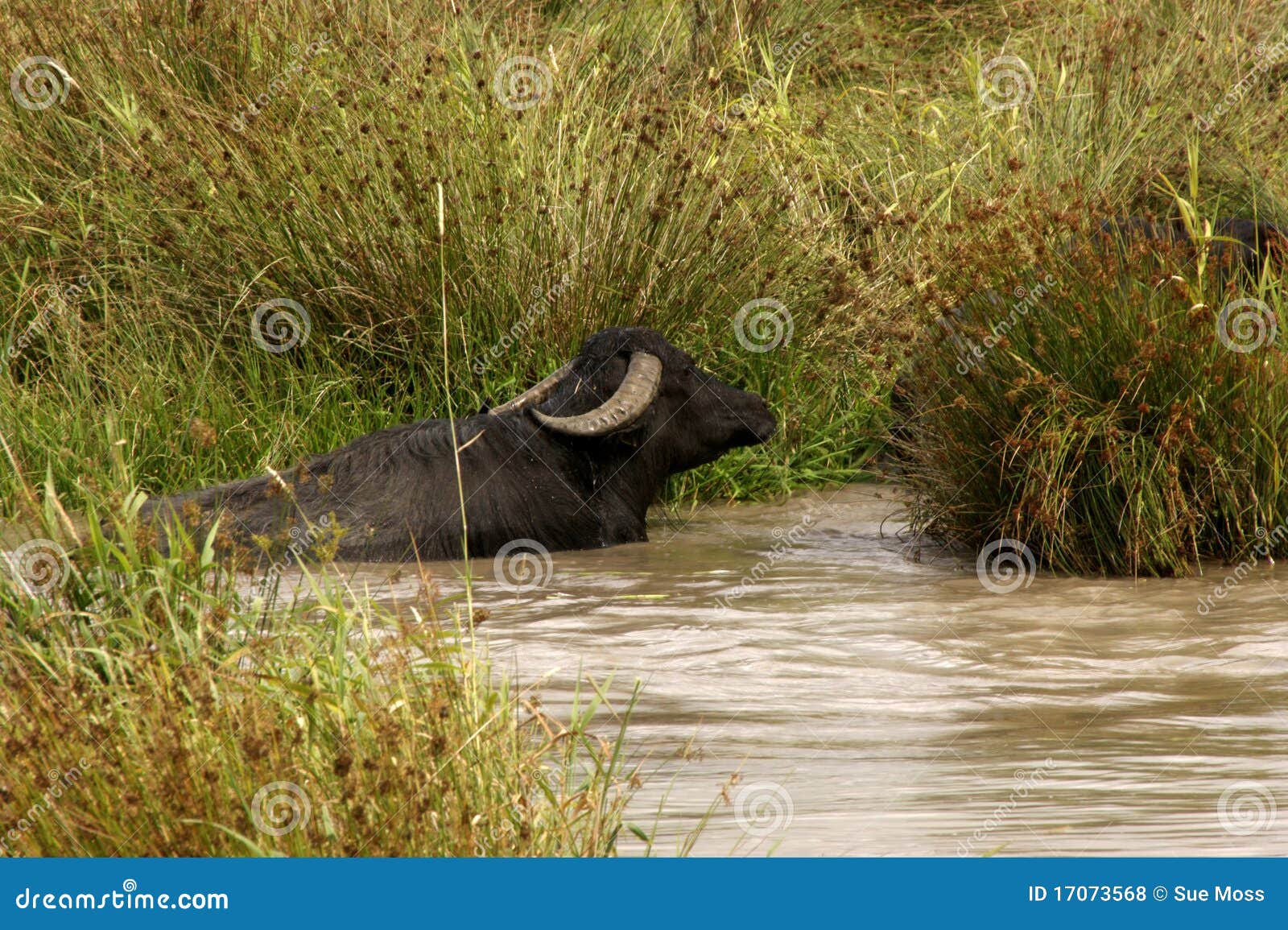Bison in Water stock photo. Image of close, wading, nature - 17073568