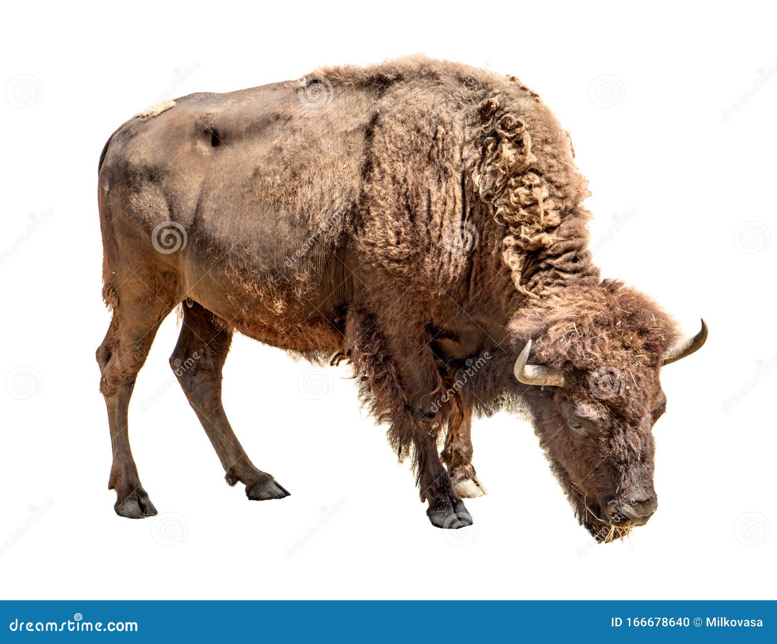 A Bison on a White Background Stock Photo - Image of animal, american ...