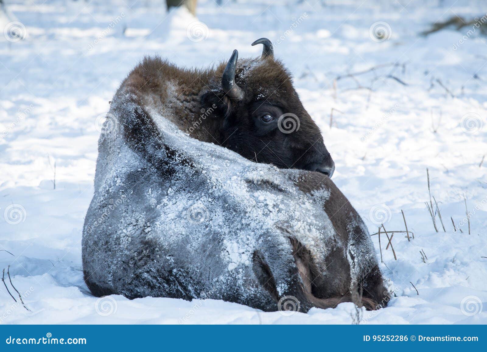 Bison in the wild stock photo. Image of brown, herbivore - 95252286