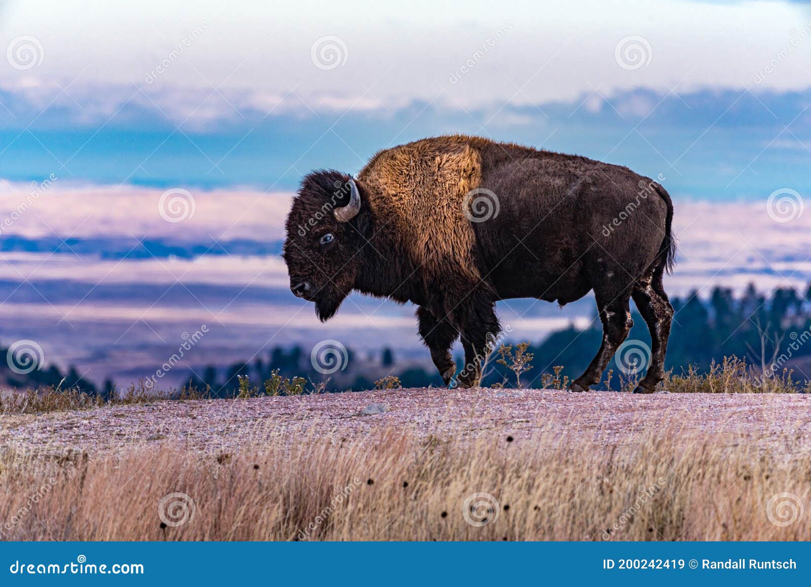Bison in WInd Cave National Park Stock Image - Image of rugged, south ...