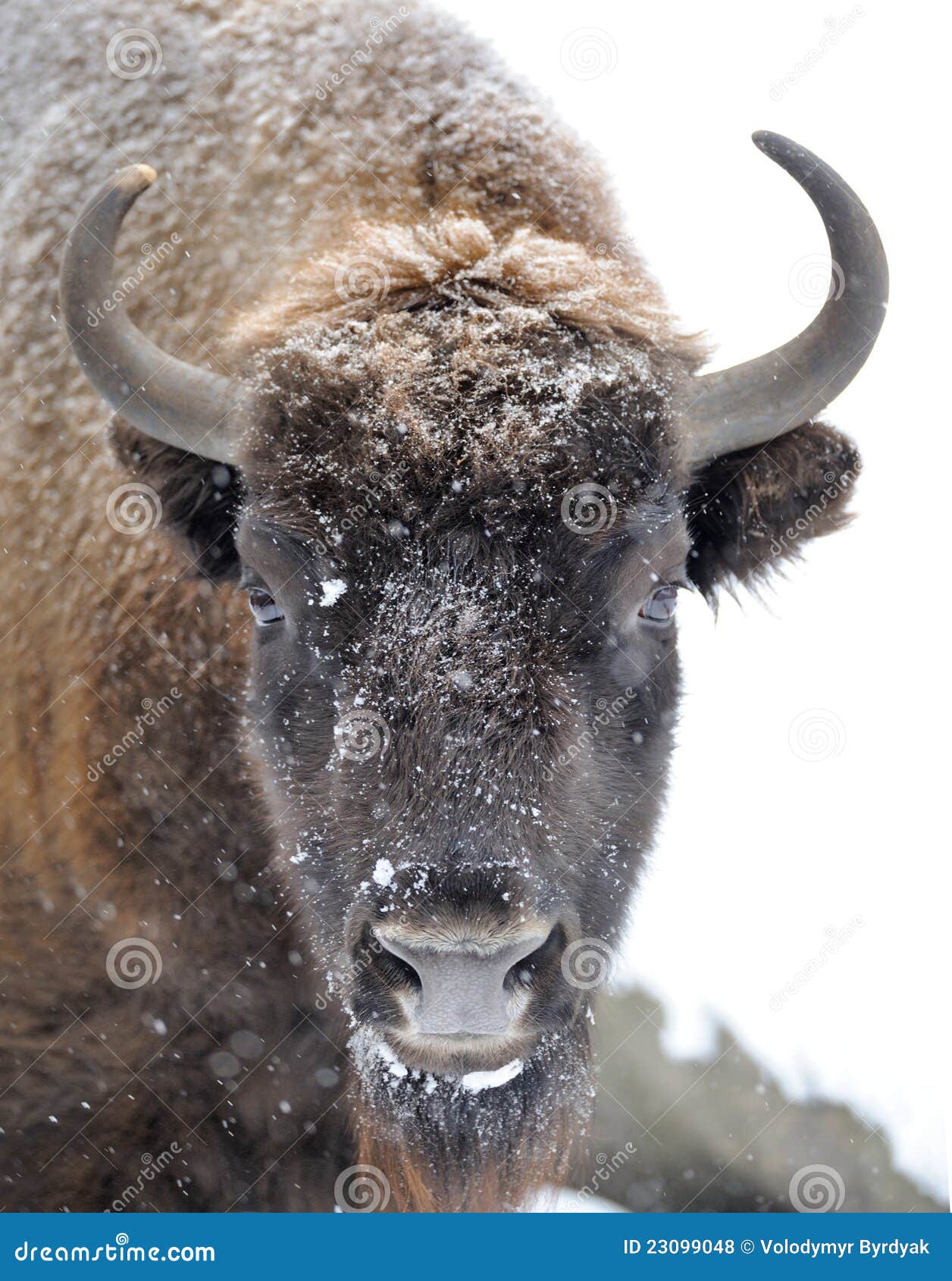 Bison in winter stock photo. Image of resting, forest - 23099048