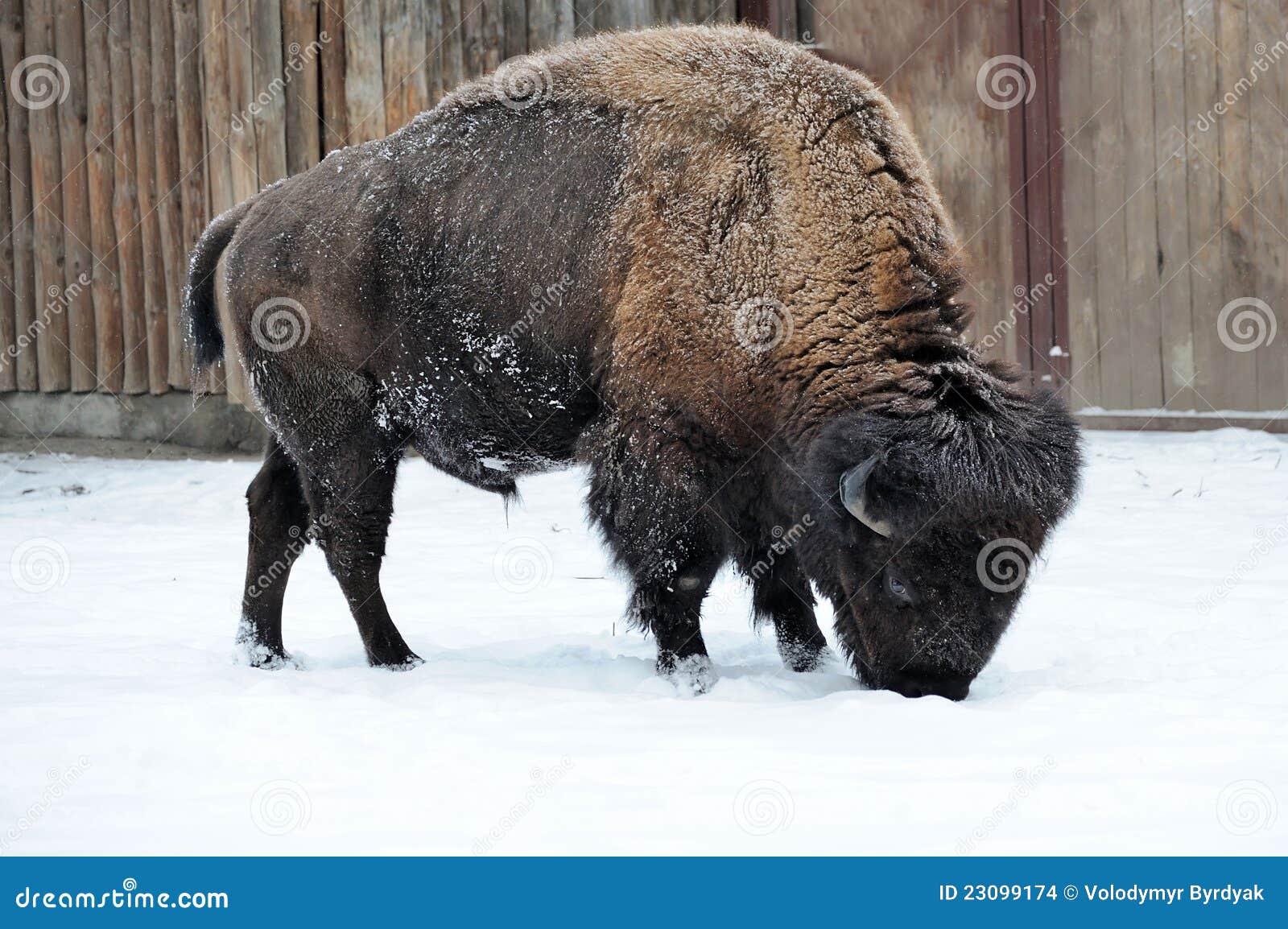 Bison in winter stock photo. Image of wilderness, wildlife - 23099174