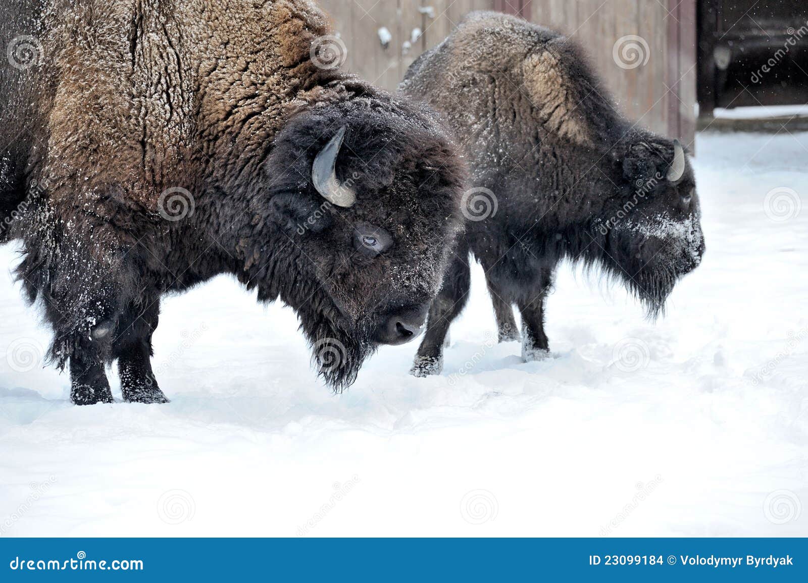 Bison in winter stock photo. Image of wild, aurochs, animal - 23099184