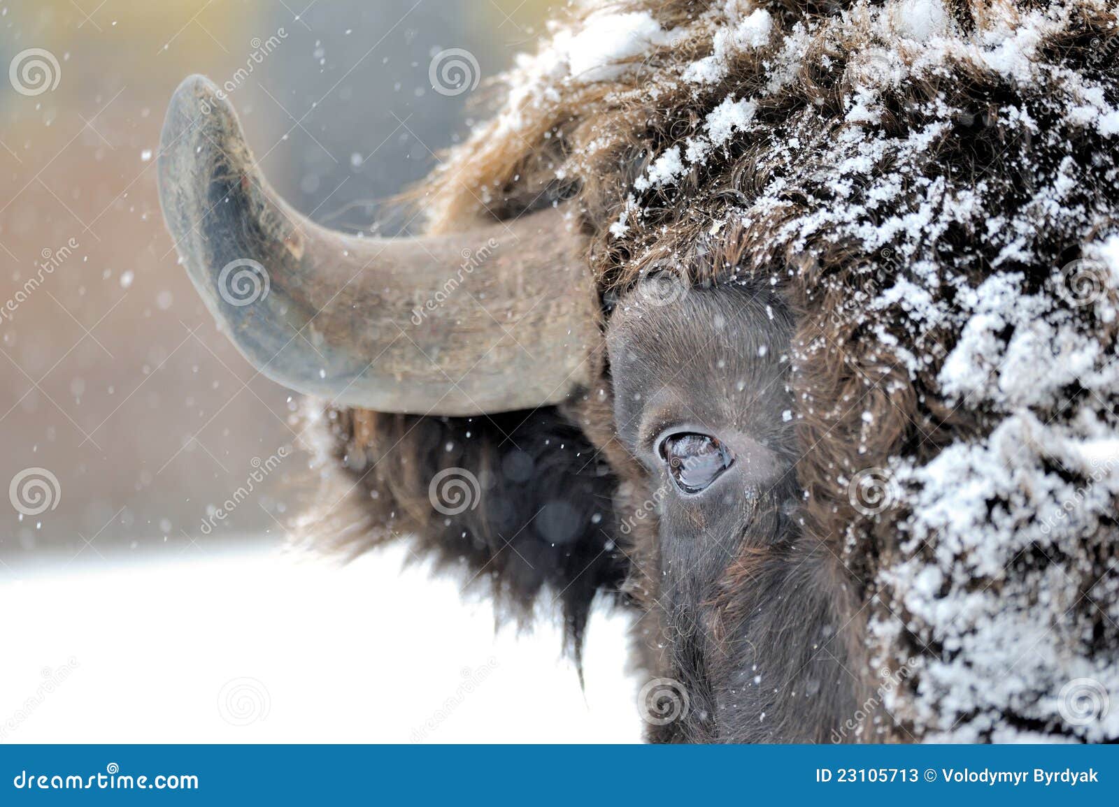 Bison in winter stock image. Image of standing, powerful - 23105713