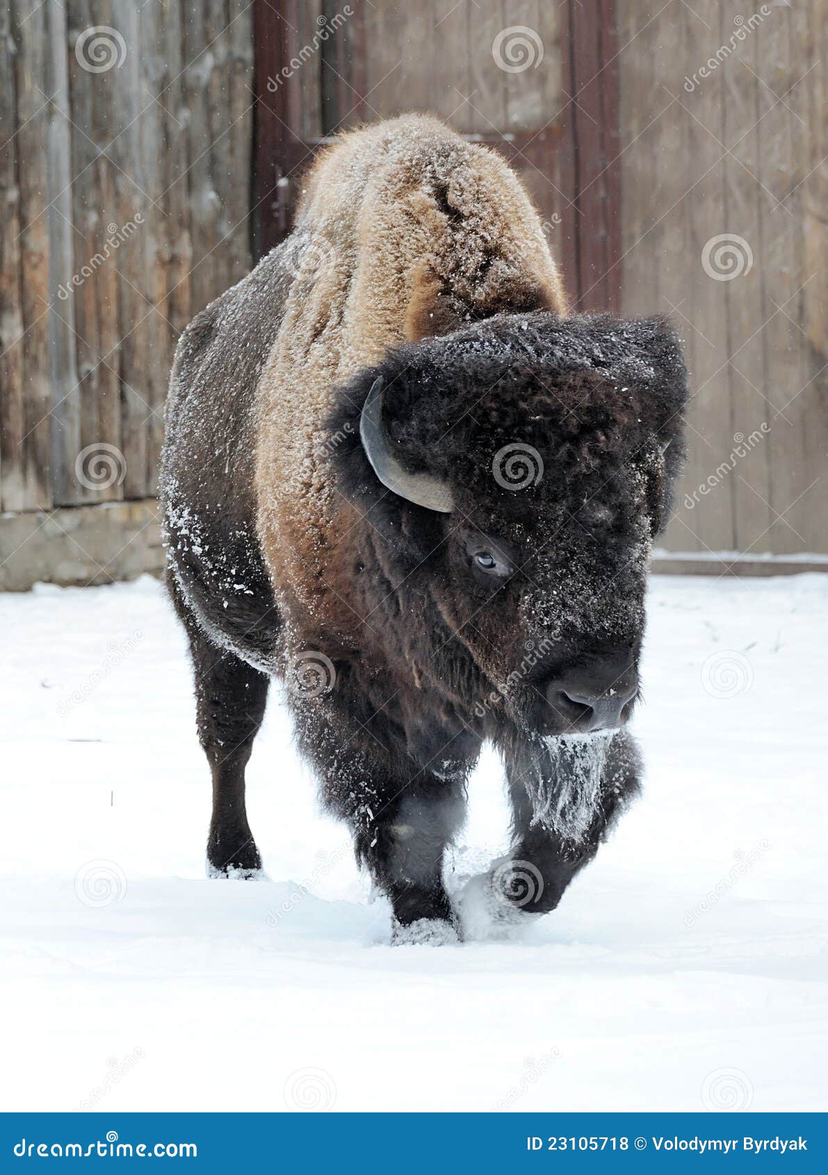 Bison in winter stock photo. Image of wild, aurochs, wood - 23105718
