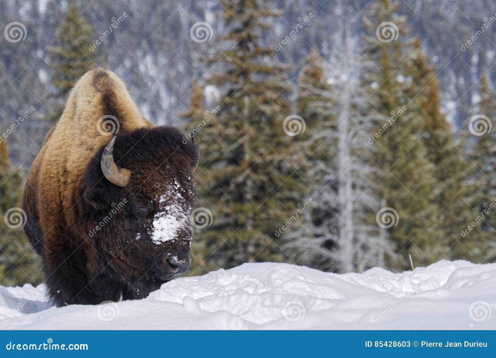 Bison in winter stock image. Image of bison, animal, america - 85428603