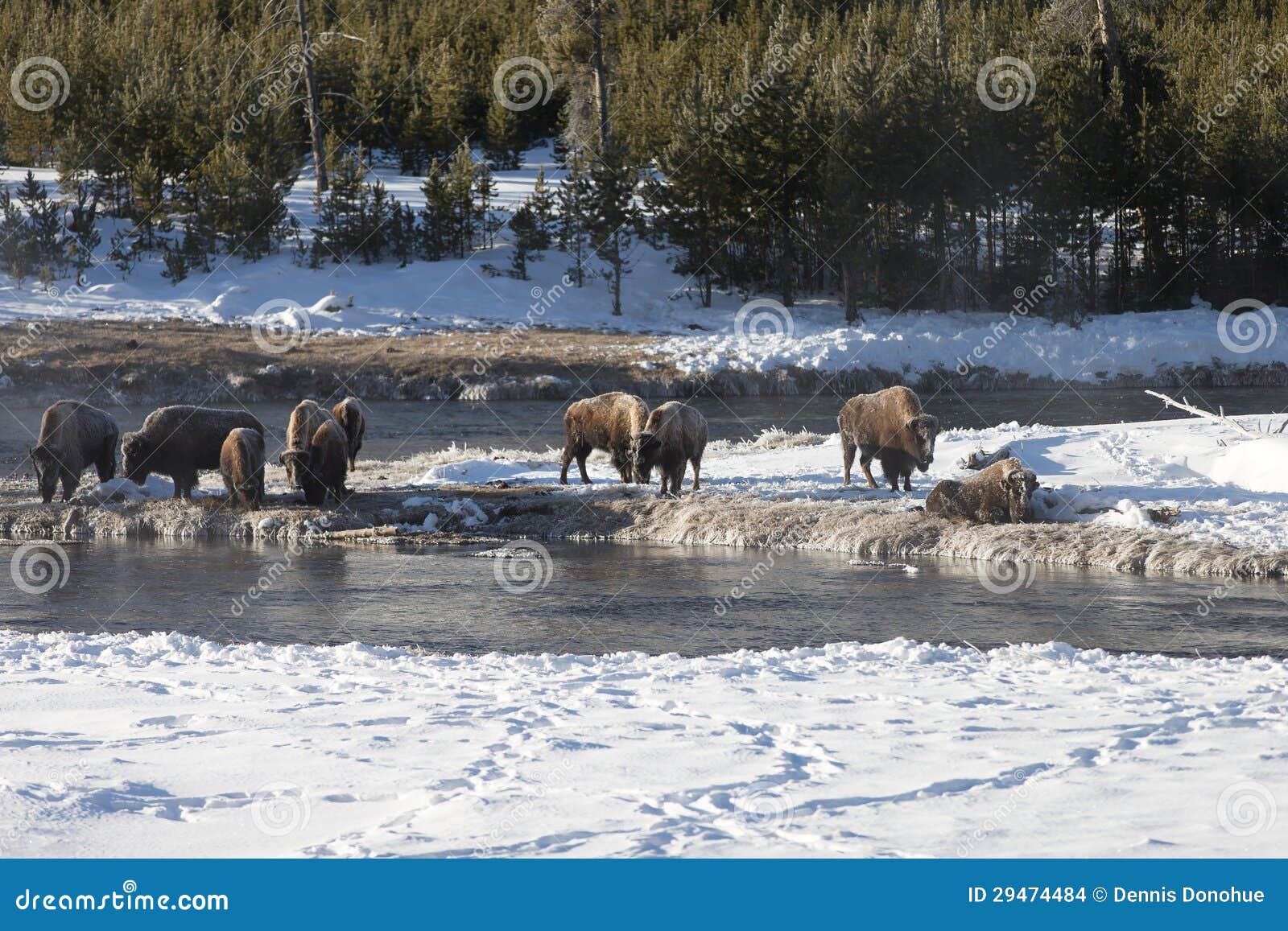 Bison in Winter Scene in Yellowstone National Park Stock Photo - Image ...