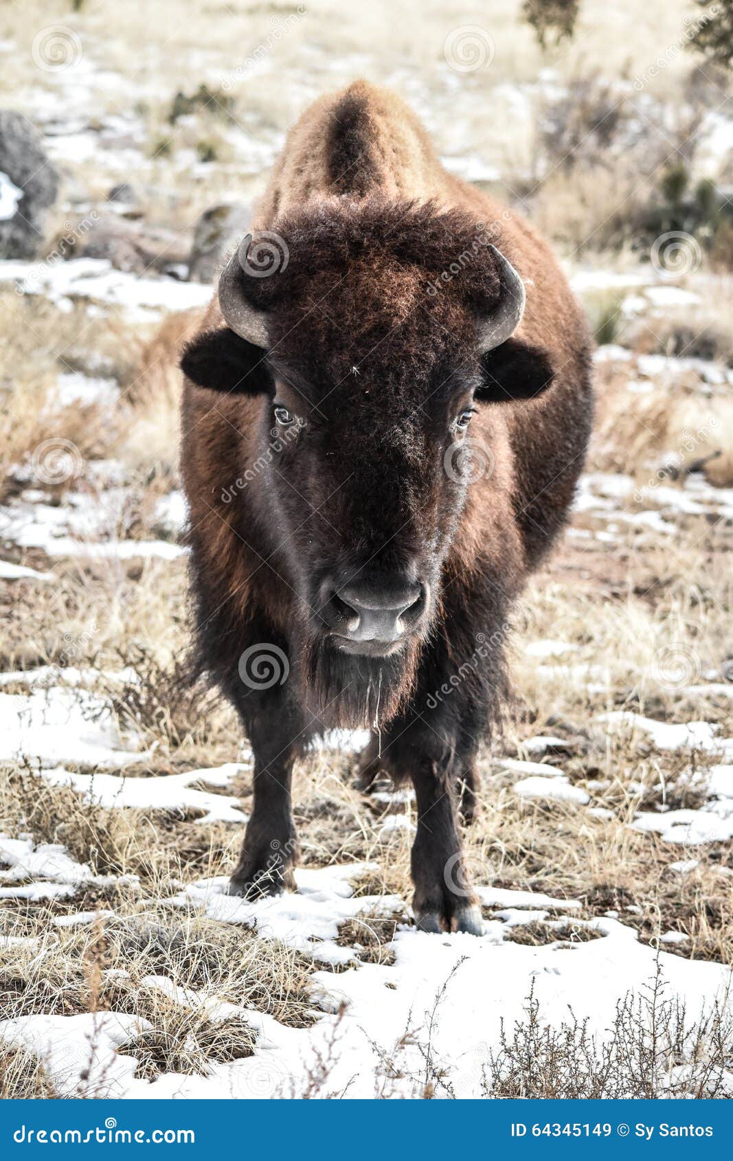 Bison winter snow stock image. Image of eyes, winter - 64345149