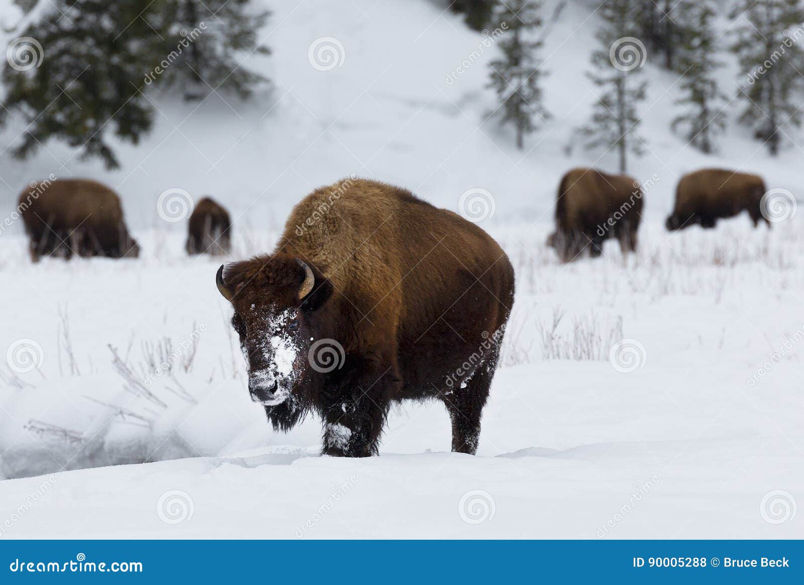 Bison, Winter, Yellowstone National Park Stock Photo - Image of people ...