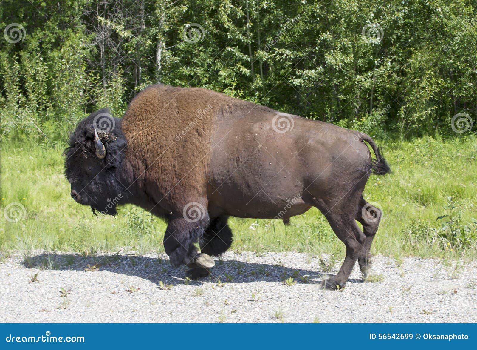 Bison stock image. Image of columbia, animal, british - 56542699