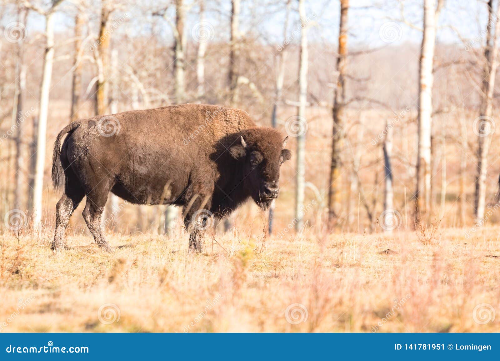 Canadian bison stock image. Image of landscape, ecosystem - 141781951