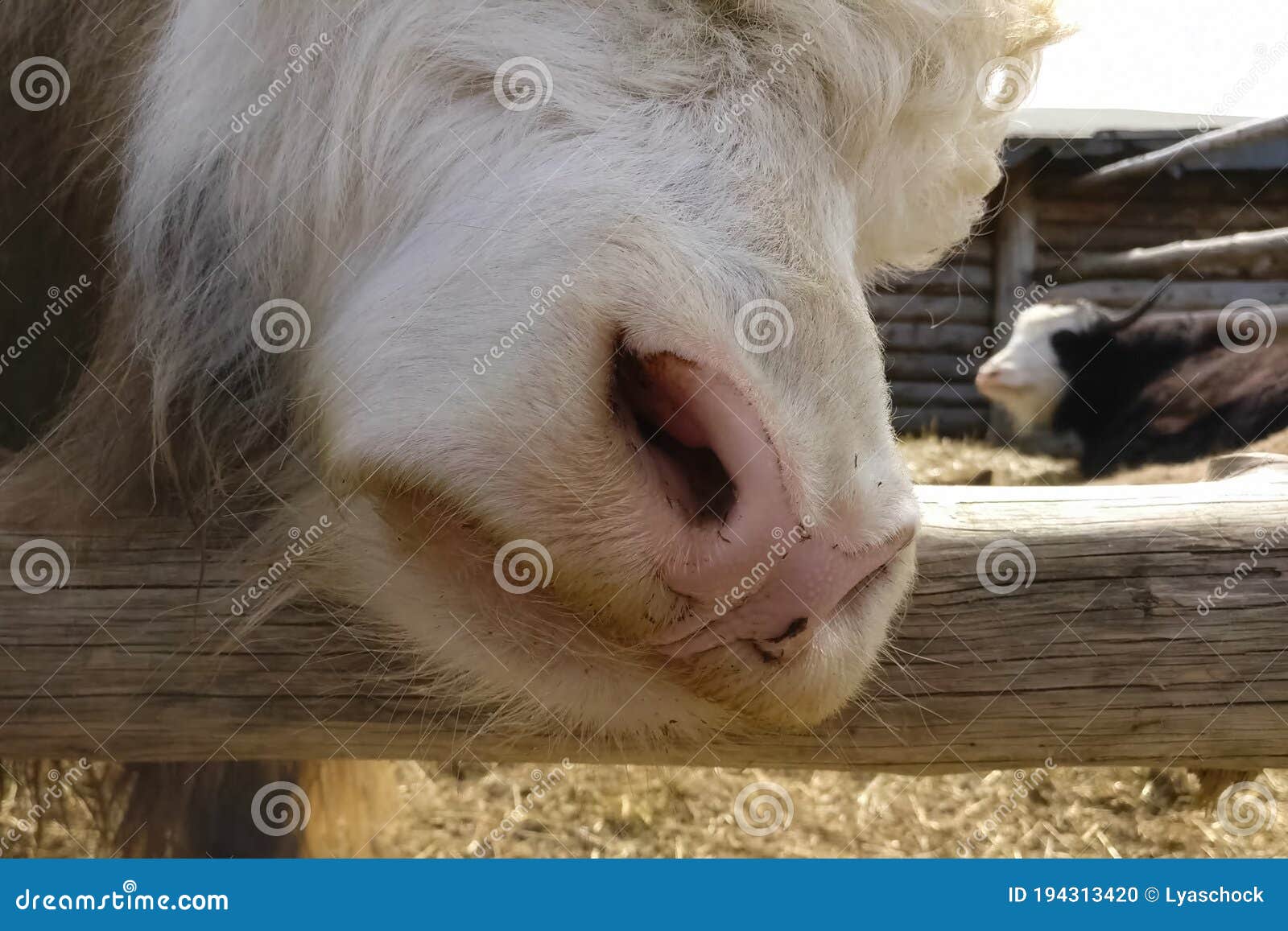 Bison and Yaks in the Paddock on Farm. Domesticated Bison Stock Photo ...