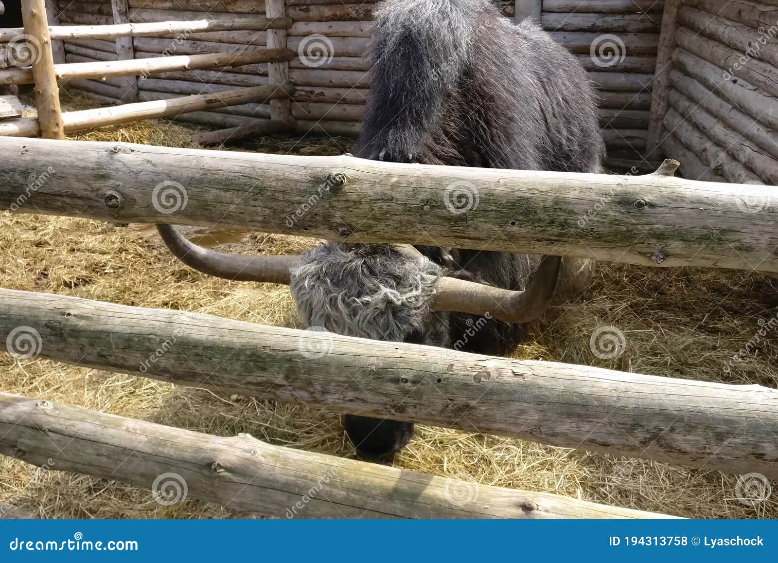 Bison and Yaks in the Paddock on Farm. Domesticated Bison Stock Photo ...