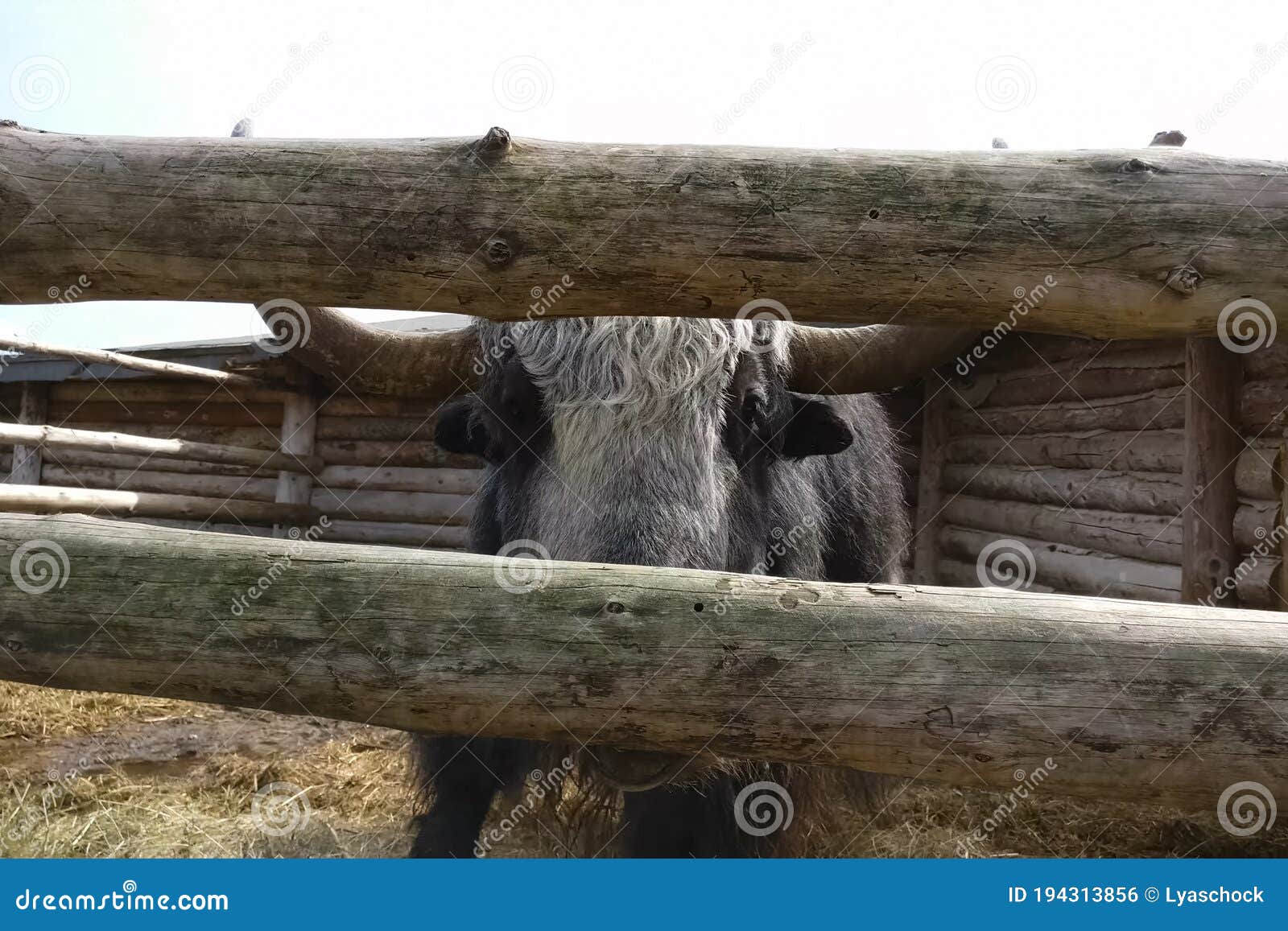 Bison and Yaks in the Paddock on Farm. Domesticated Bison Stock Photo ...