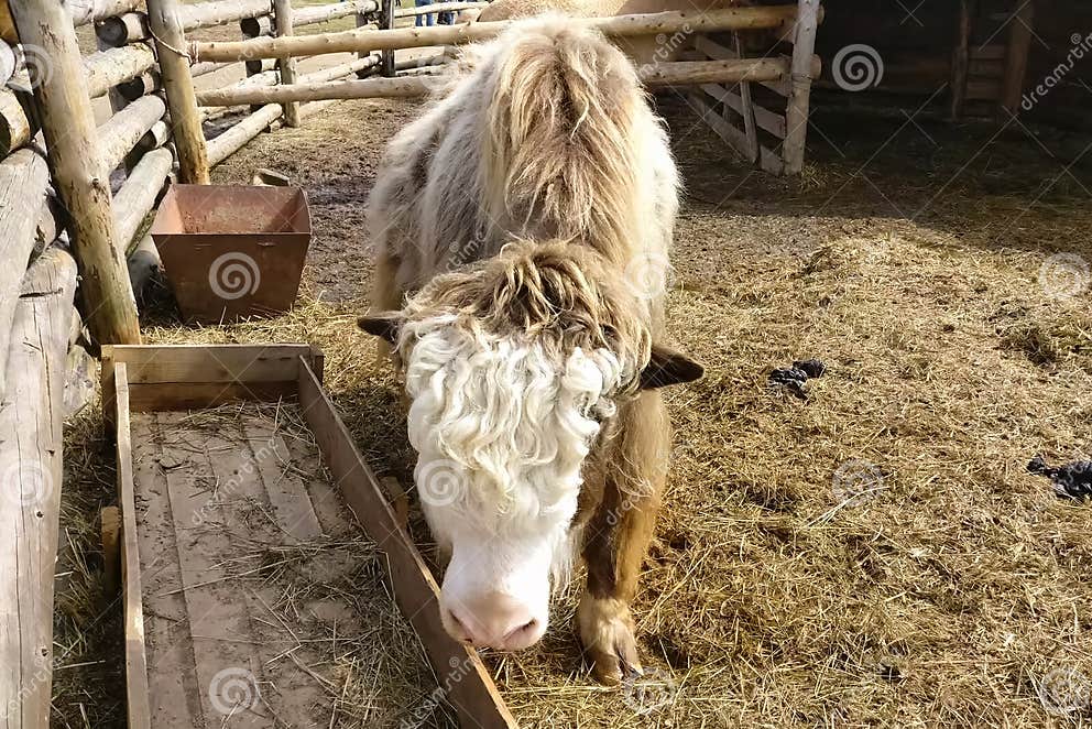 Bison and Yaks in the Paddock on Farm. Domesticated Bison Stock Photo ...
