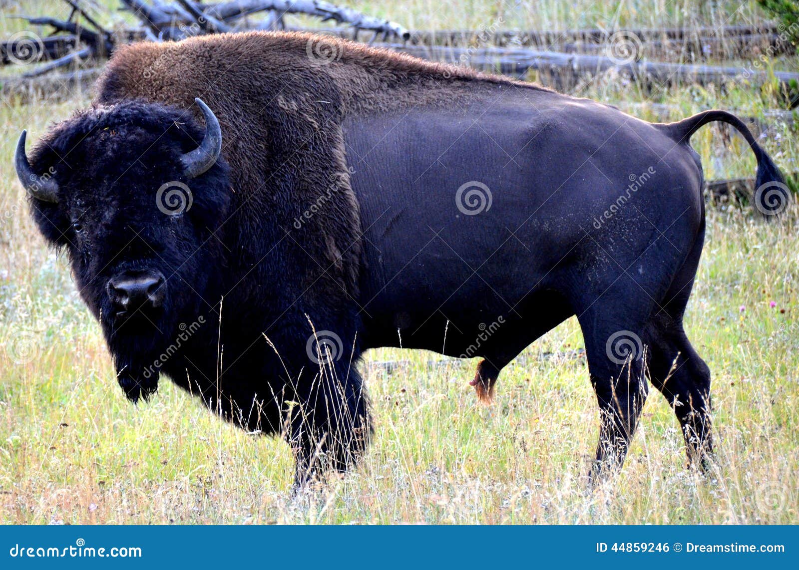 A Bison from Yellow Stone National Park Stock Photo - Image of fire ...