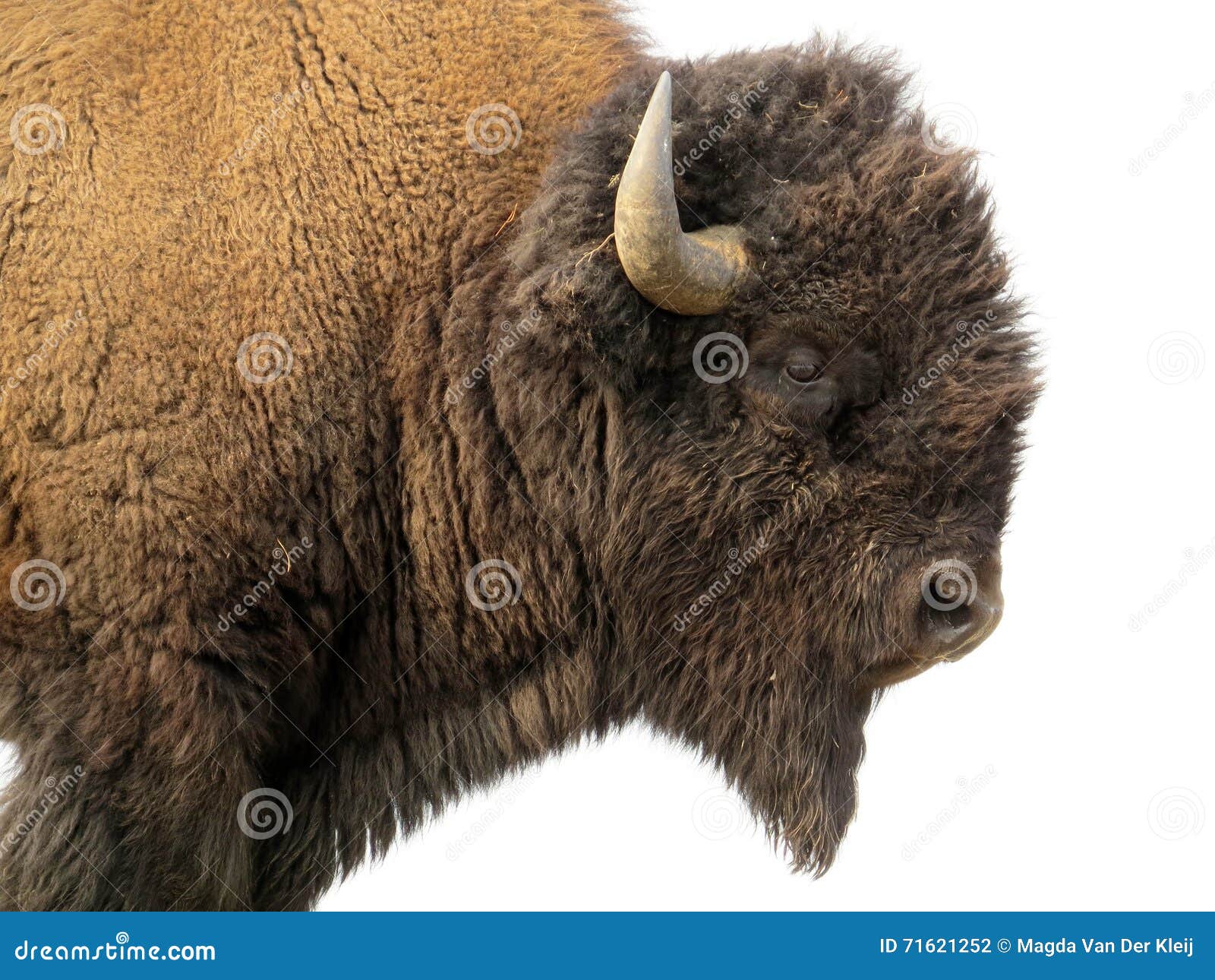 Female Bison Buffalo Head Profile Photos - Free & Royalty-Free Stock ...