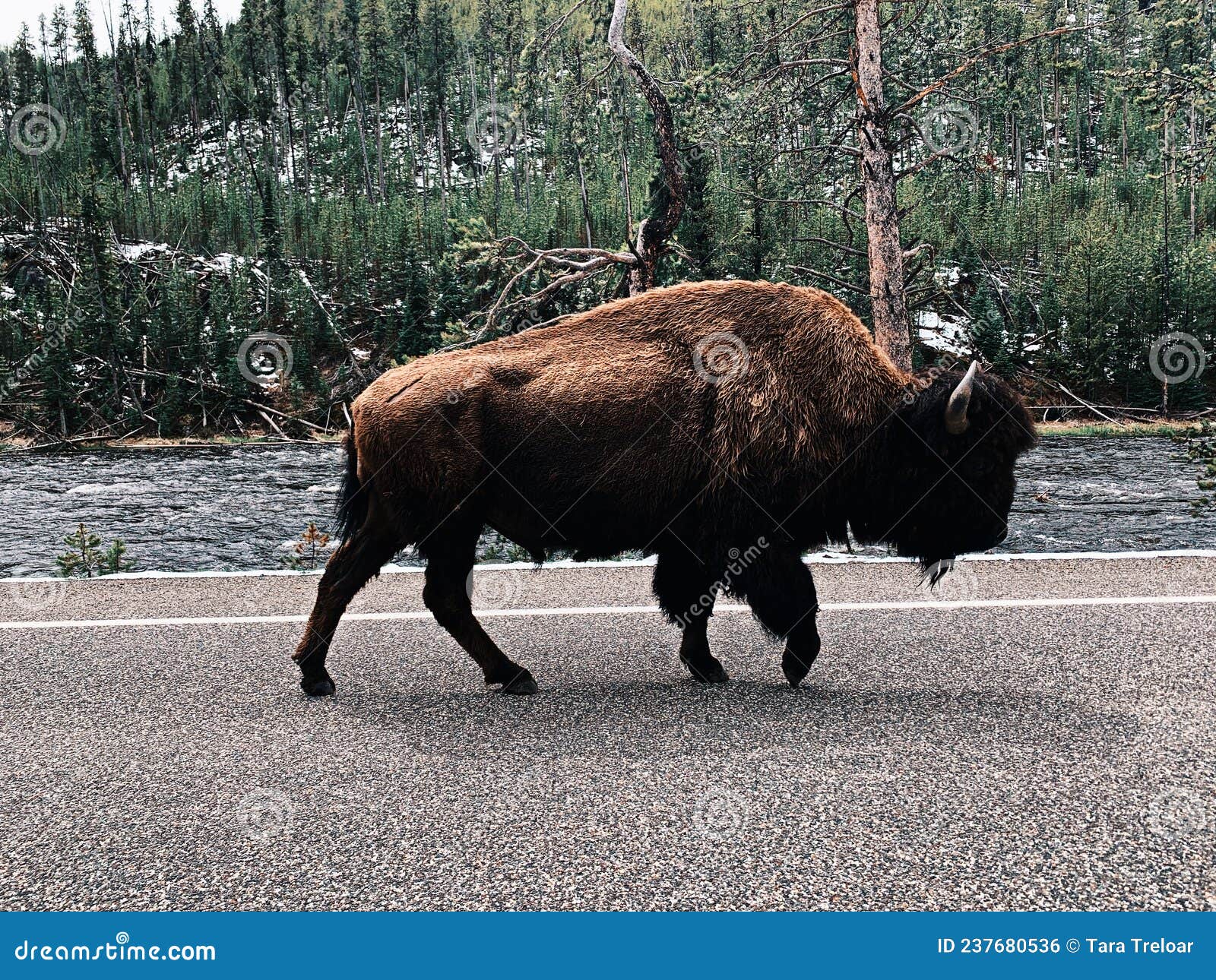 Roaming Bison stock photo. Image of bison, yellowstone - 237680536