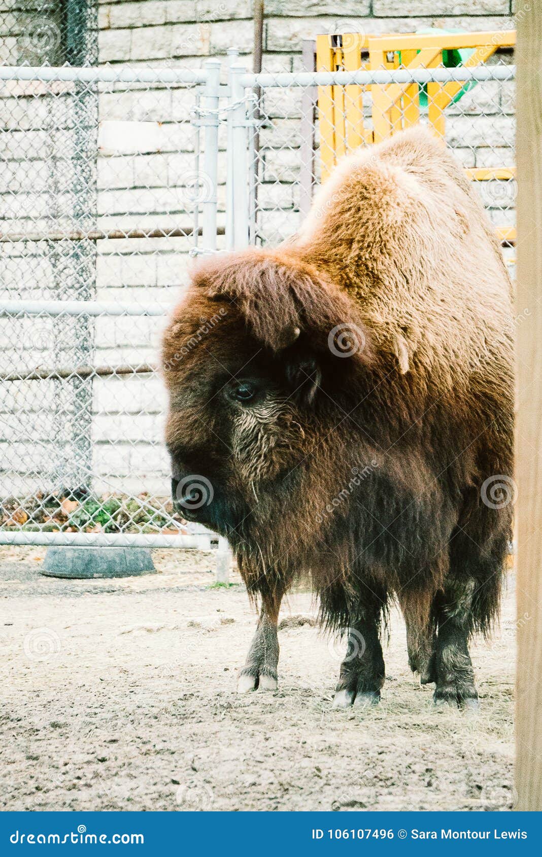 Bison in a zoo stock photo. Image of como, sustainability - 106107496