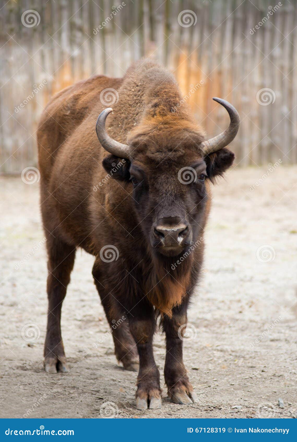 Bison at the zoo stock image. Image of mammal, bull, forest - 67128319