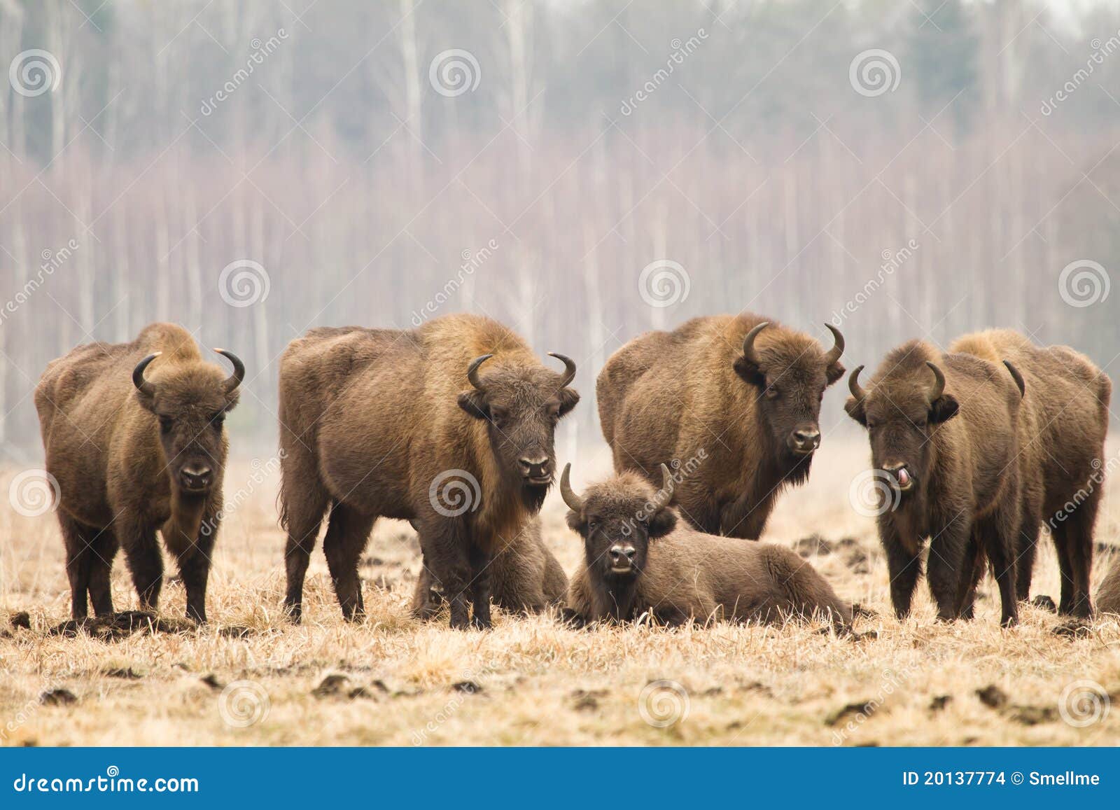 Bisons stock photo. Image of field, bialowieza, bonasus - 20137774