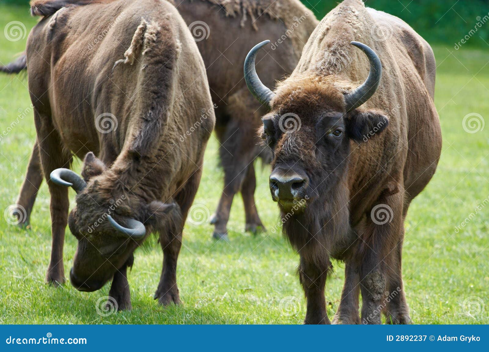 Bisons stock image. Image of animal, fierce, mammal, horn - 2892237