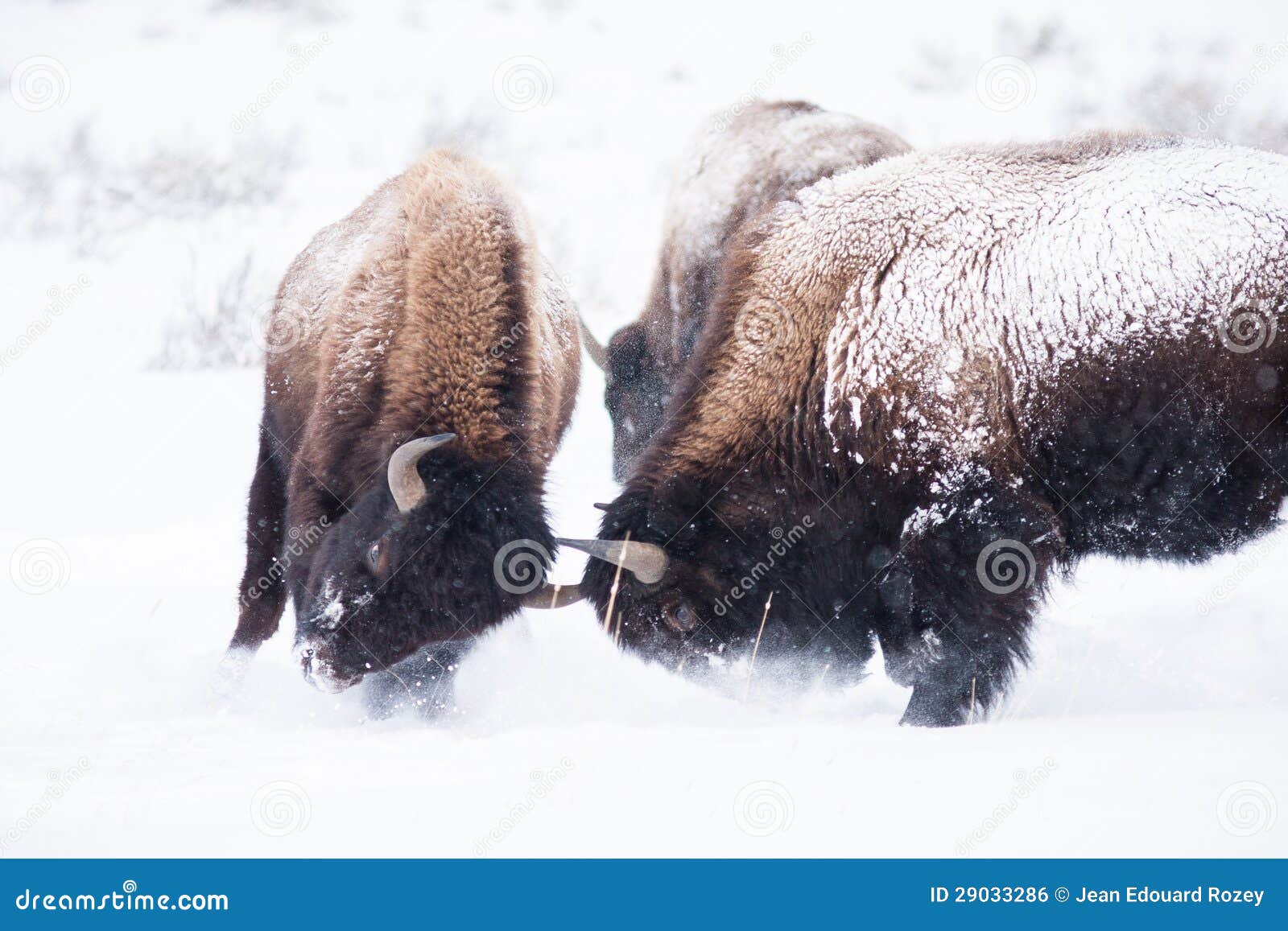 Bisons fighting stock photo. Image of fauna, buffalo - 29033286