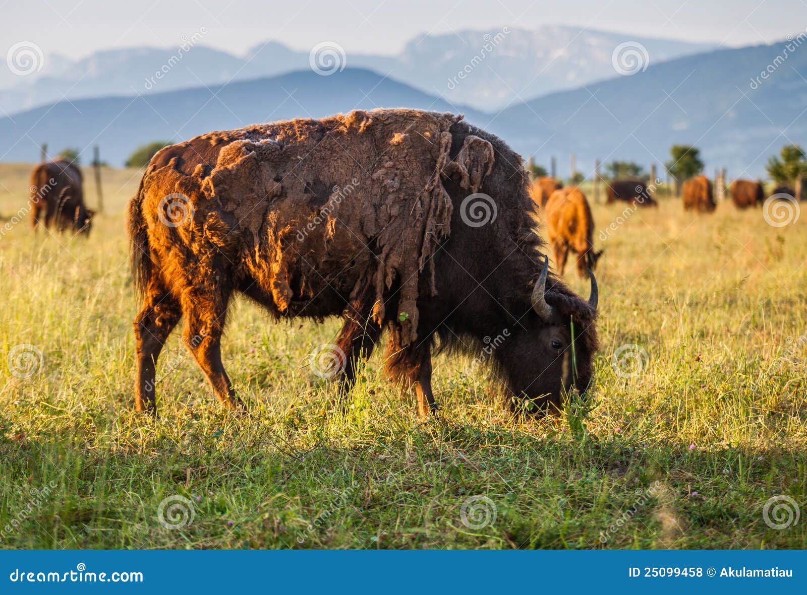 Bisons II stock photo. Image of standing, nature, grazing - 25099458