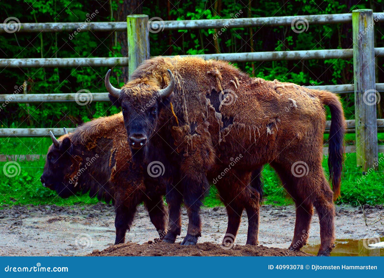 Bisons stock photo. Image of animal, artiodactyla, horns - 40993078