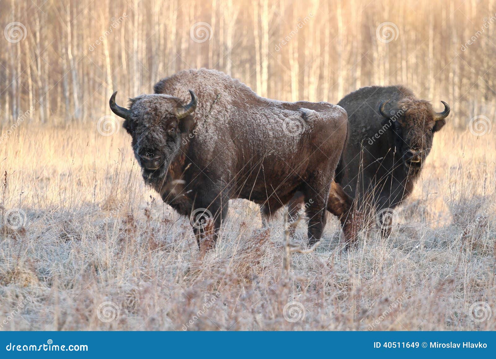 Bisons stock image. Image of devil, nature, european - 40511649
