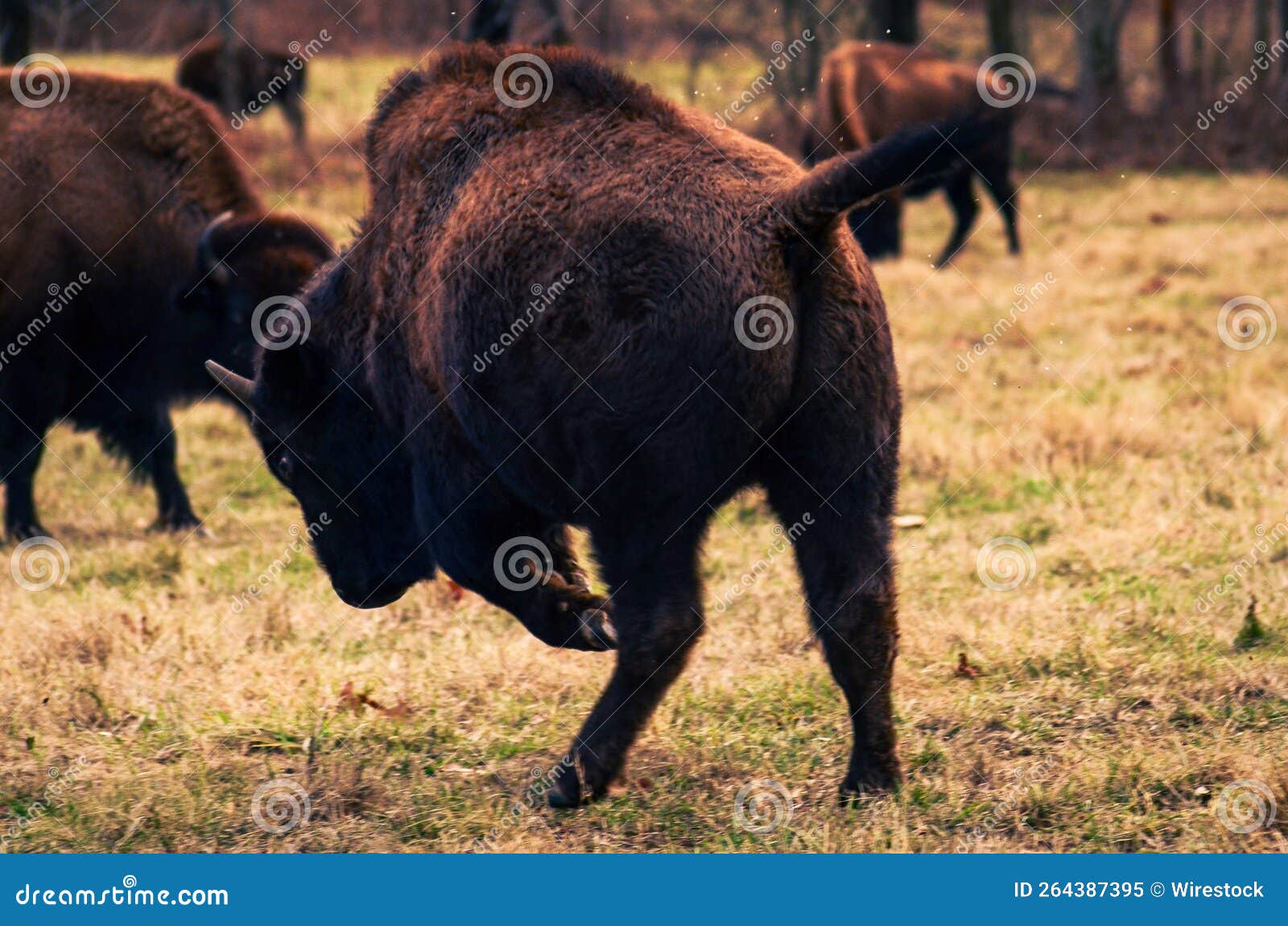 Bisons playing in a field stock image. Image of animals - 264387395